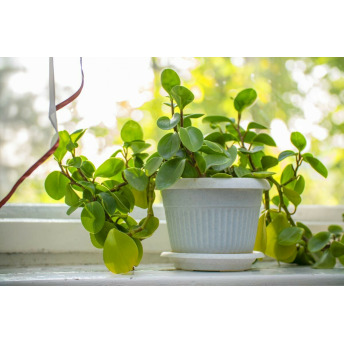 how to propagate peperomia hope Reviews & Experiences