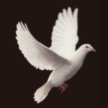 White Wings Dove Release Reviews & Experiences